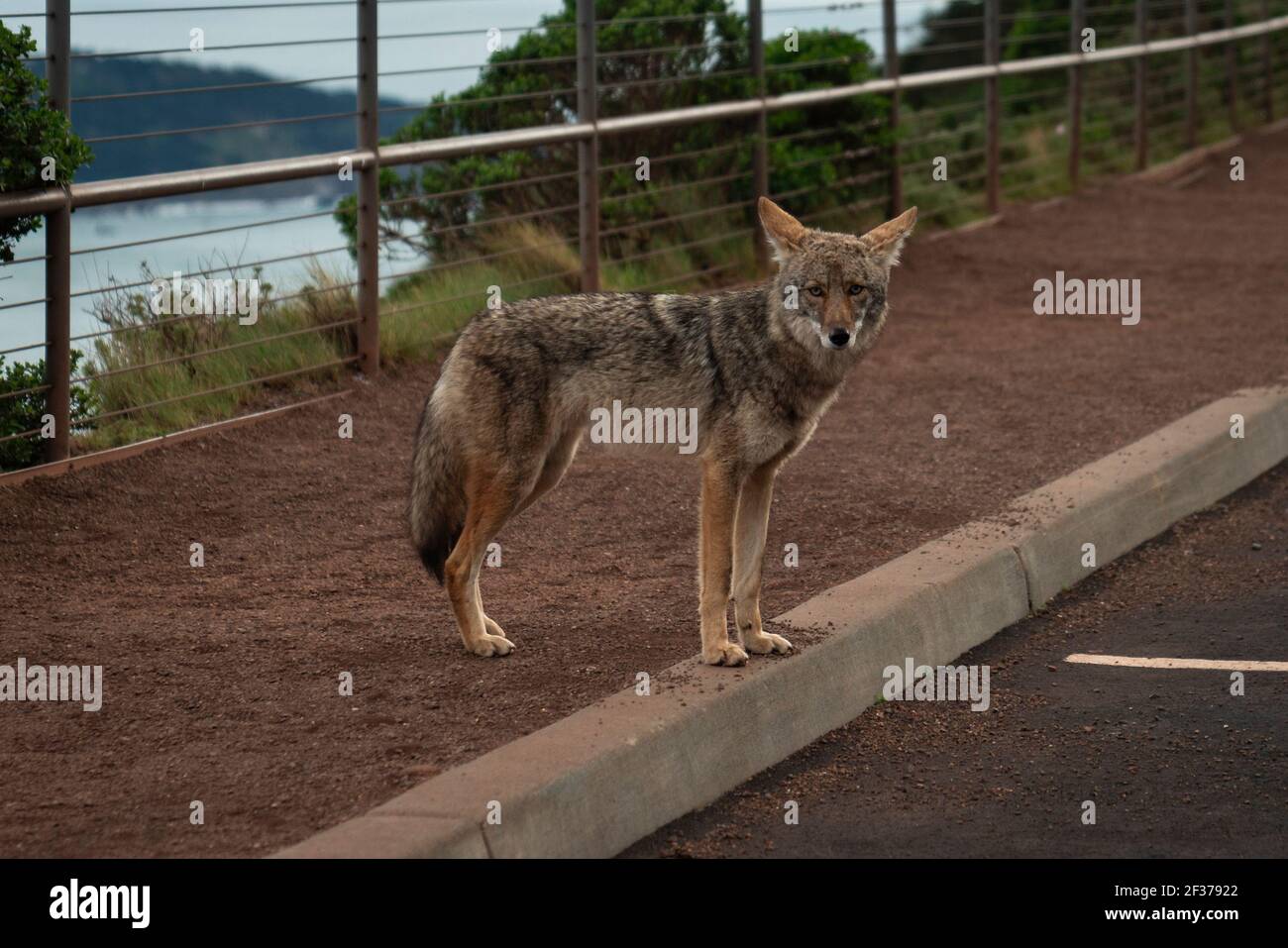 Coyote standing hi-res stock photography and images - Alamy