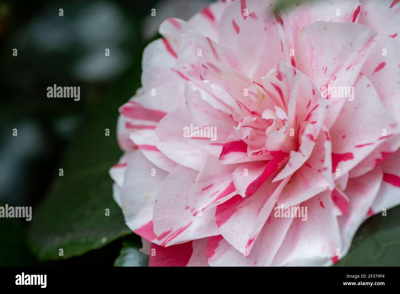 Close up of a common camelia (camellia japnica) flower in bloom Stock ...