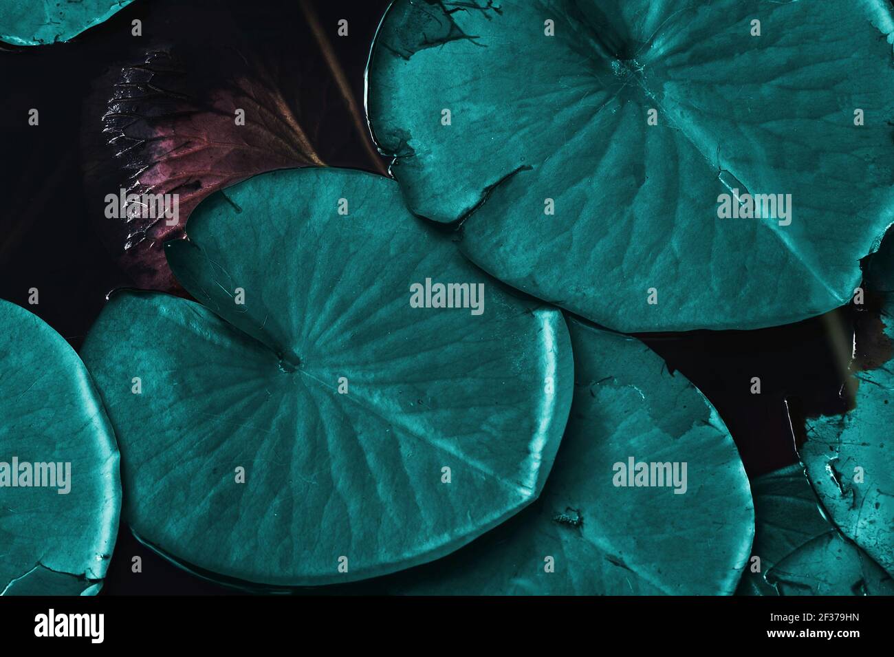 Family nymphaeaceae hi-res stock photography and images - Alamy