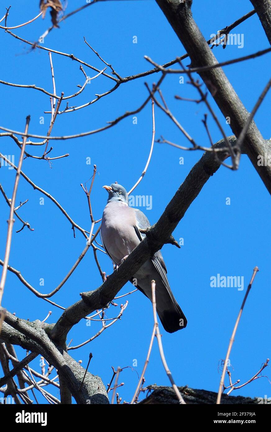 Orvos galamb hi-res stock photography and images - Alamy