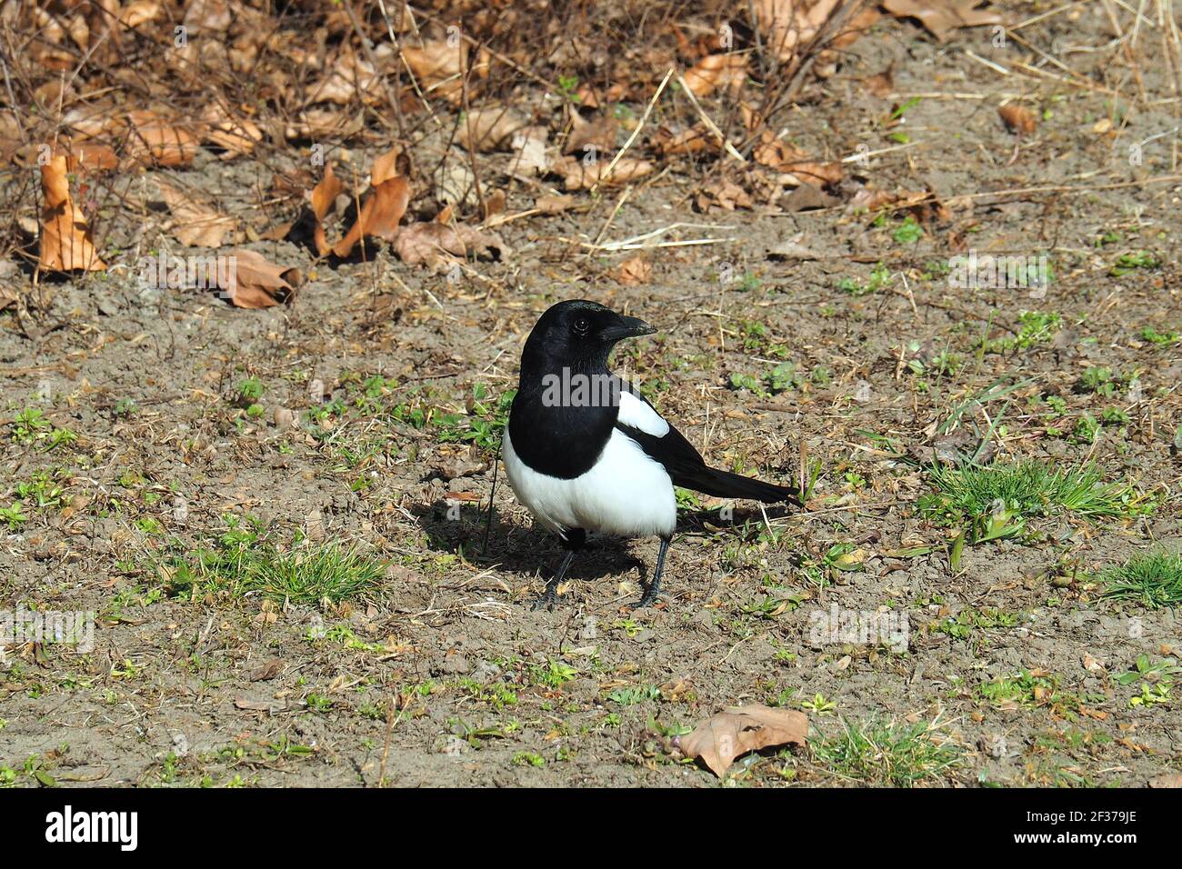 Eurasian magpie or common magpie, Elster, Pie bavarde, Pica pica ...
