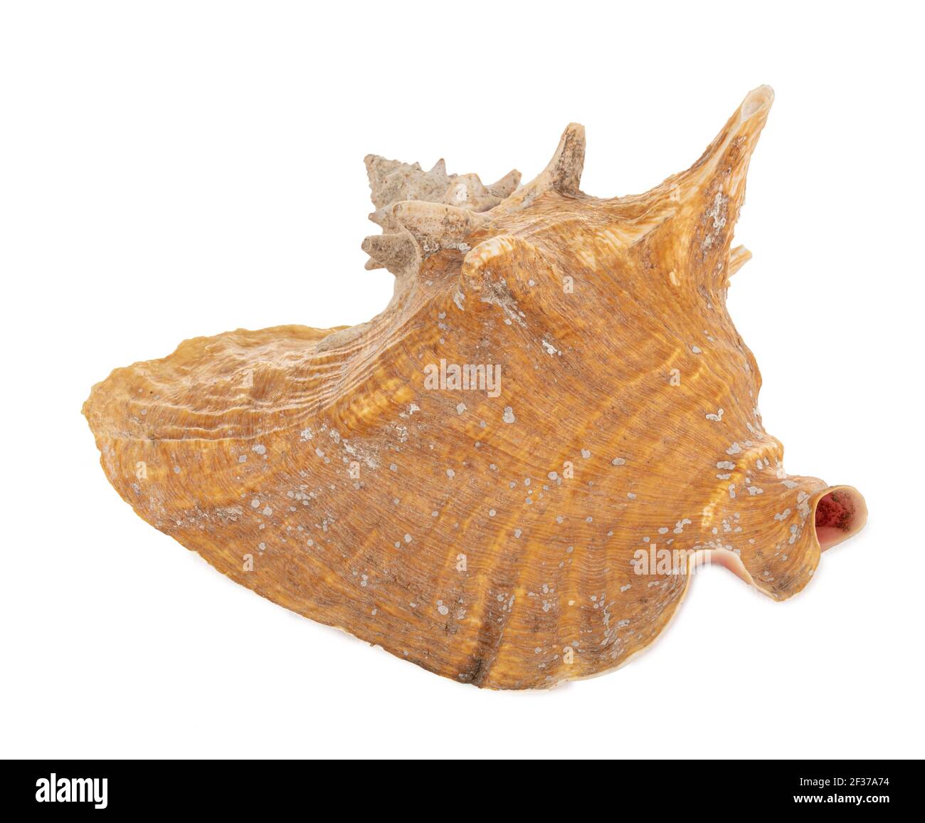 Lambi (conch) Cut Out Stock Images & Pictures - Alamy