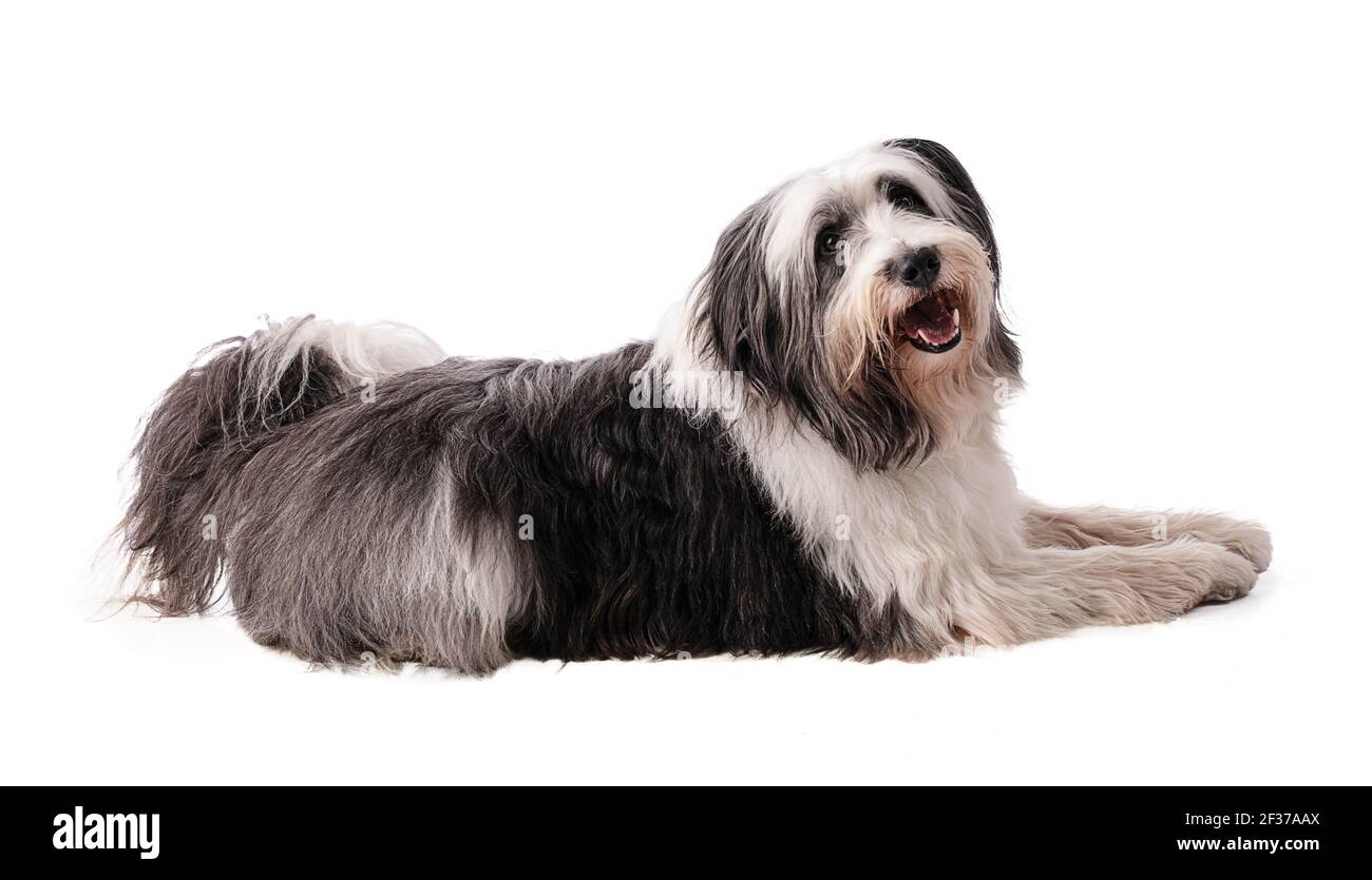 Polish Lowland Sheepdog on white background Stock Photo - Alamy