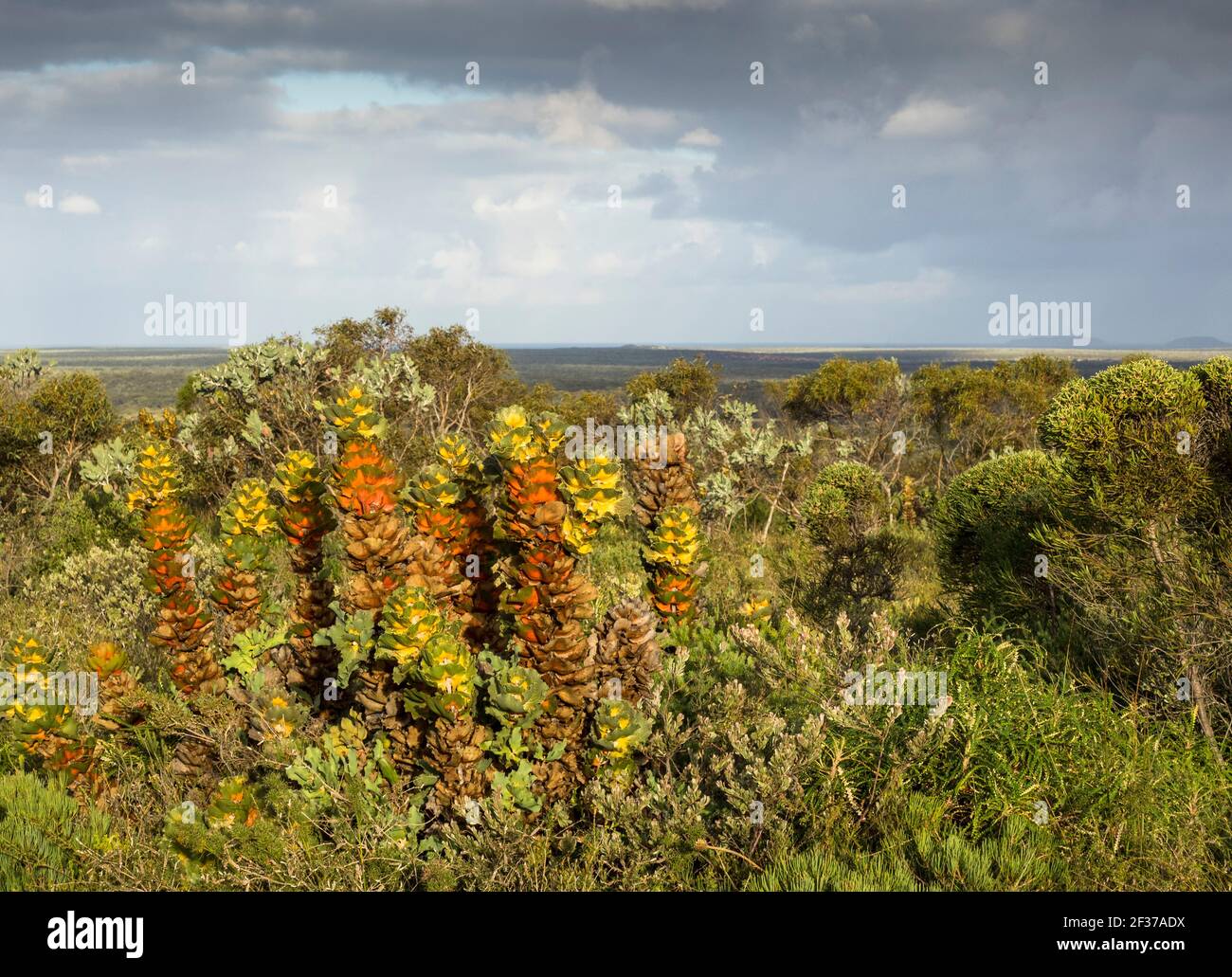 Clump of Royal Hakea (Hakea victoria), Fitzgerald River National Park ...
