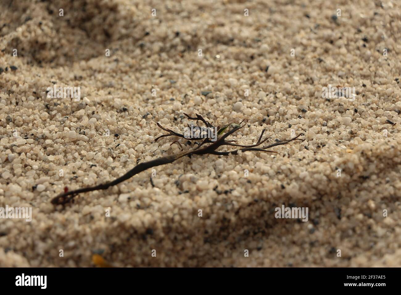 Seaweed lying on the shingle sand of the Carlyon Bay beach in Cornwall ...