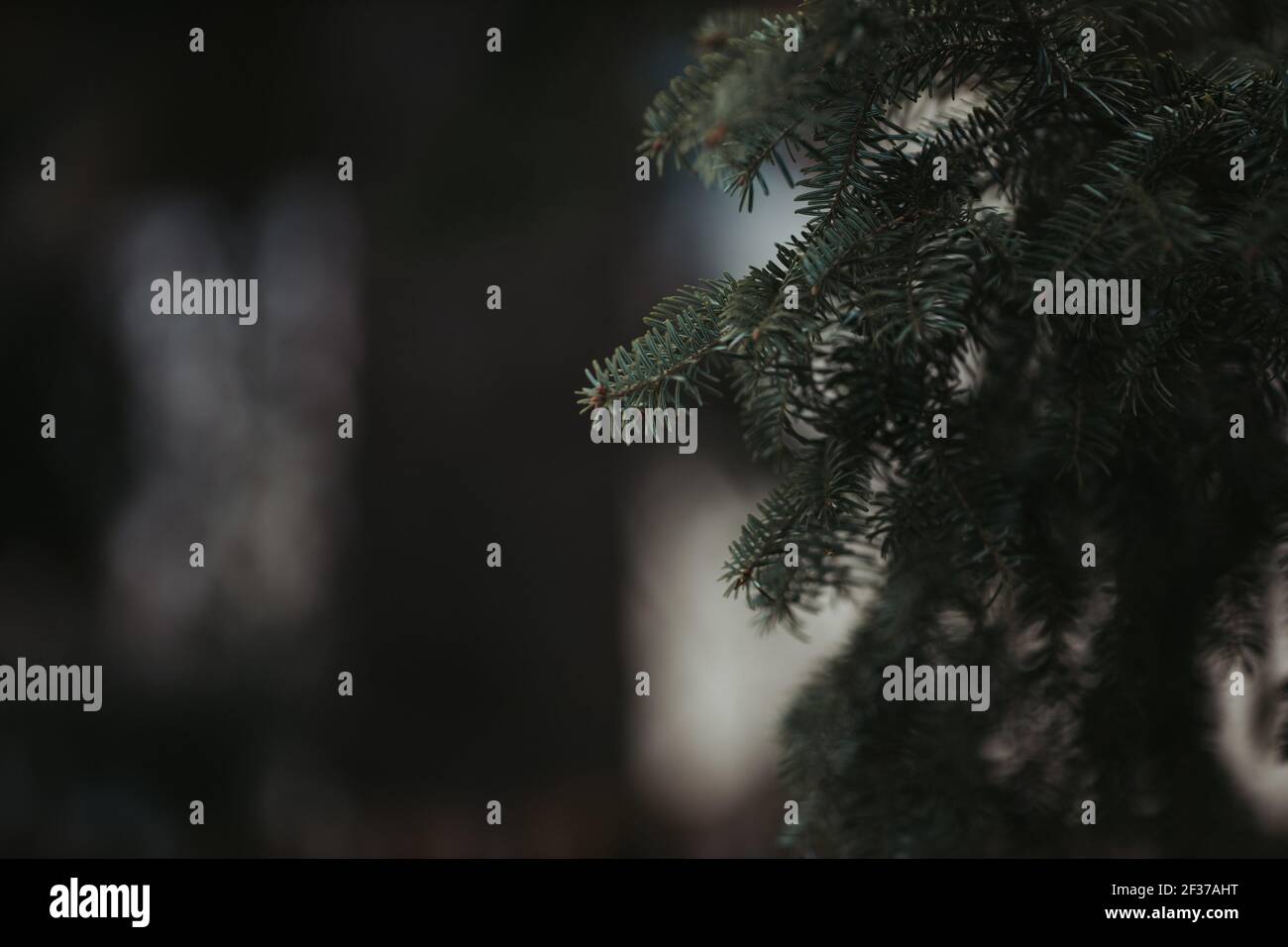 A closeup shot of a pine tree branch Stock Photo - Alamy