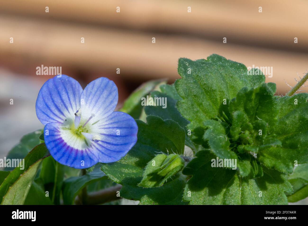 Macro shot of a common speedwell (veronica arvensis) flower Stock Photo ...