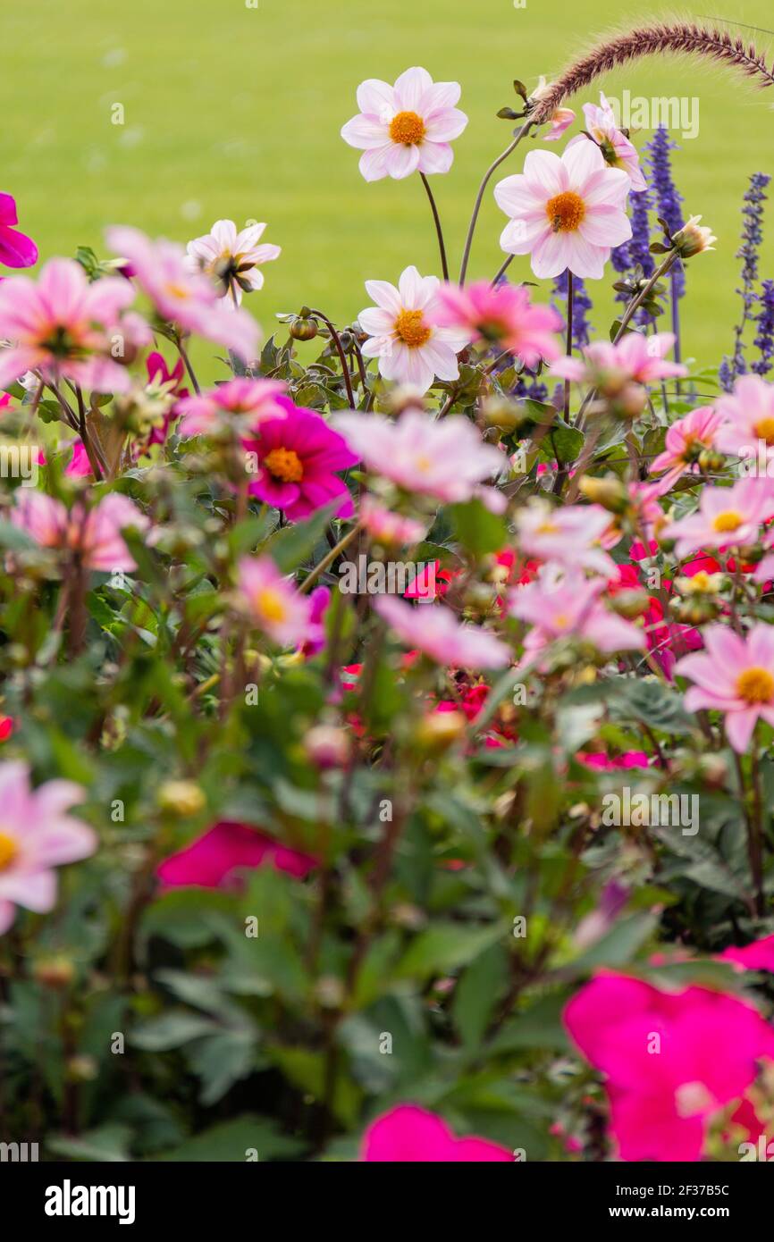 Group of different beautiful and colorful flowers in a garden Stock ...