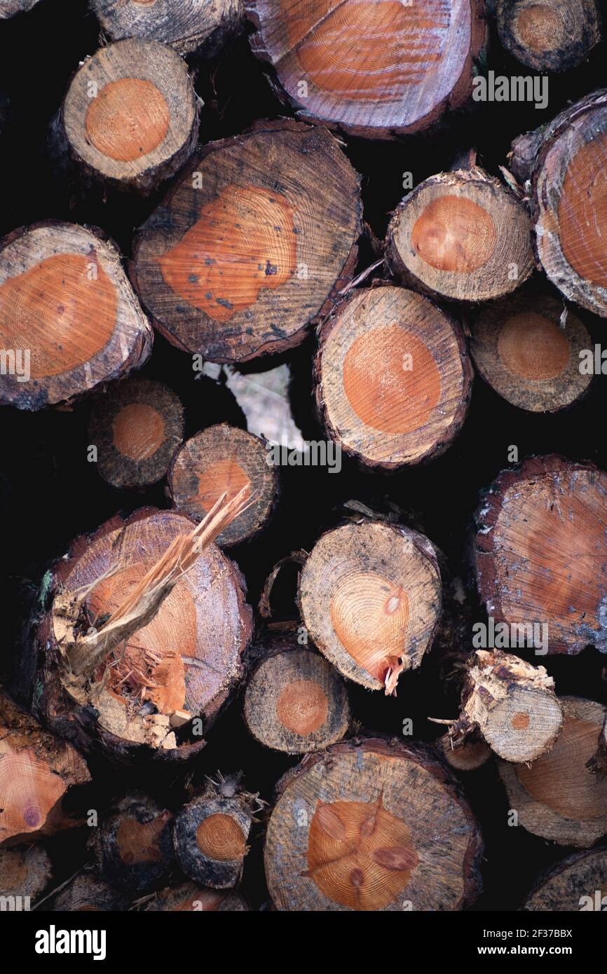 A top view of stacked tree logs under the lights - great for textures ...