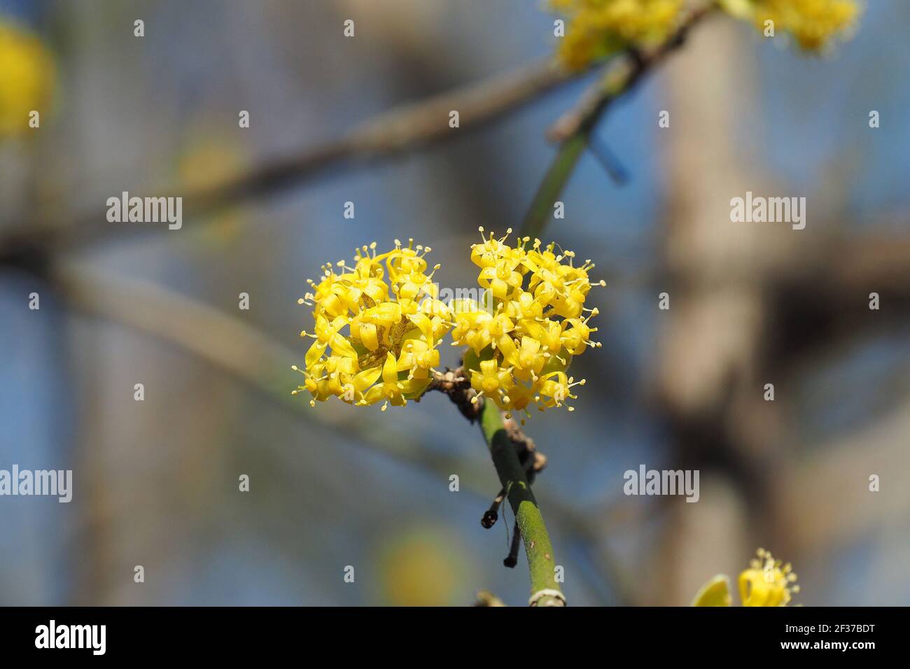 Cornelian cherry, European cornel or Cornelian cherry dogwood ...