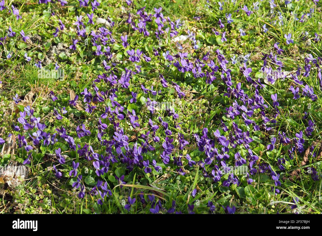 wood violet, sweet violet, common violet, Duftveilchen, Violette ...