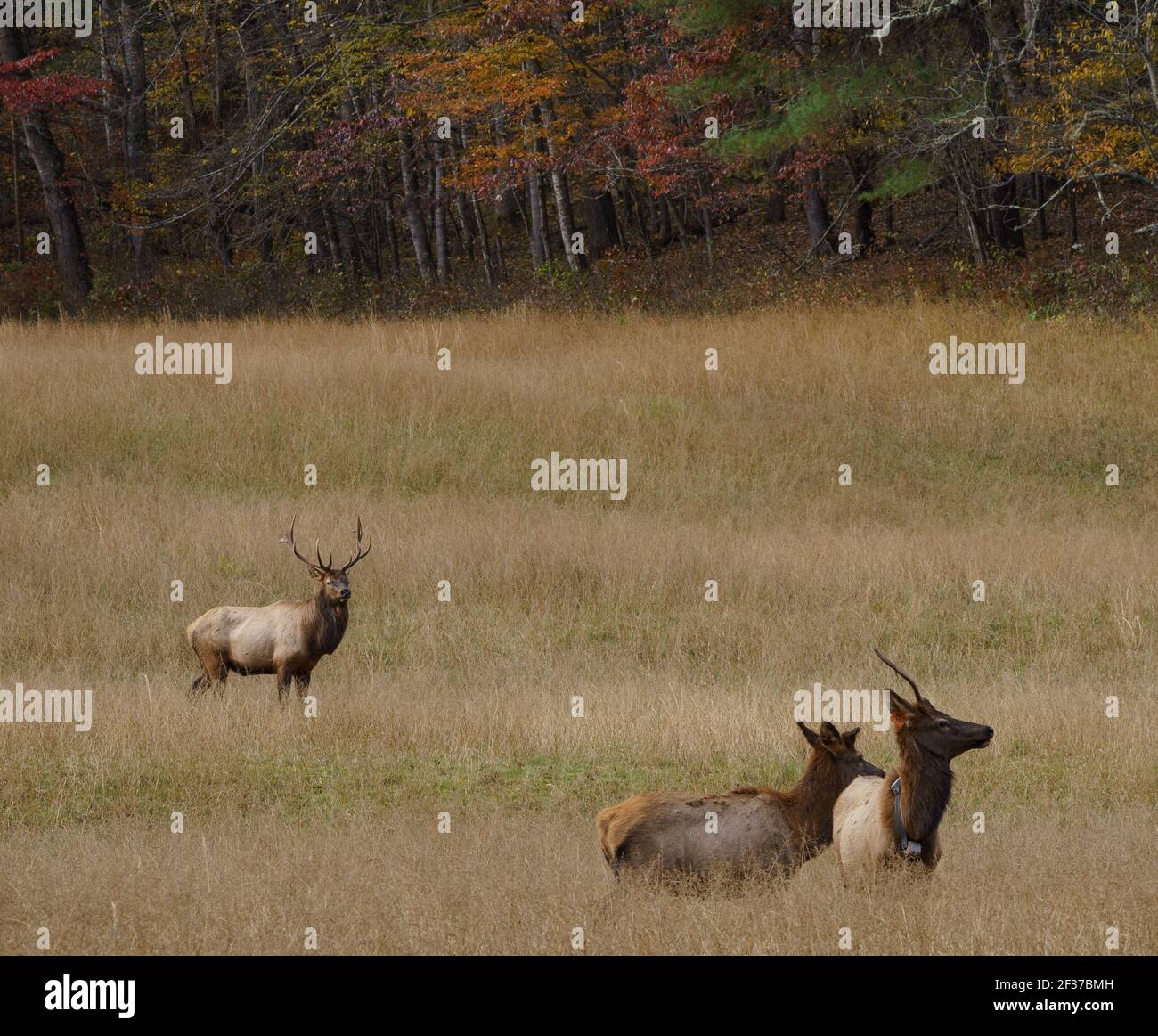 Elks group hi-res stock photography and images - Alamy
