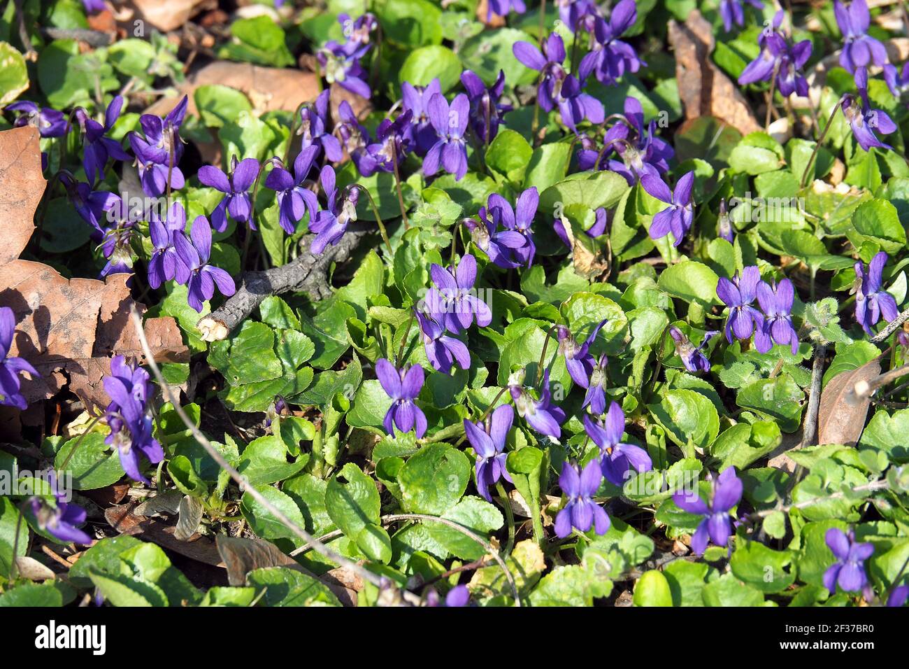 wood violet, sweet violet, common violet, Duftveilchen, Violette ...
