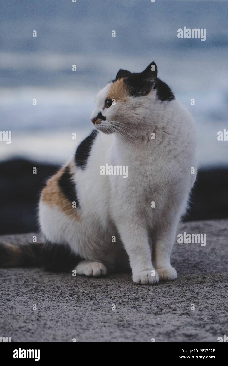 Side profie hi-res stock photography and images - Alamy