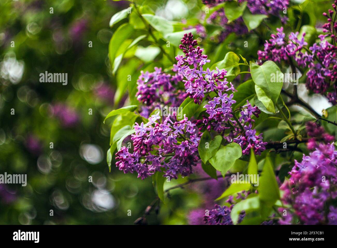 Bunches of wet purple pink lilacs in the general plan. Blurred ...