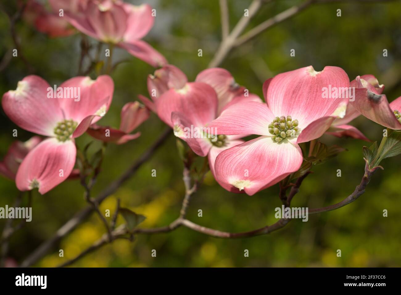 Dogwood blooms hi-res stock photography and images - Alamy