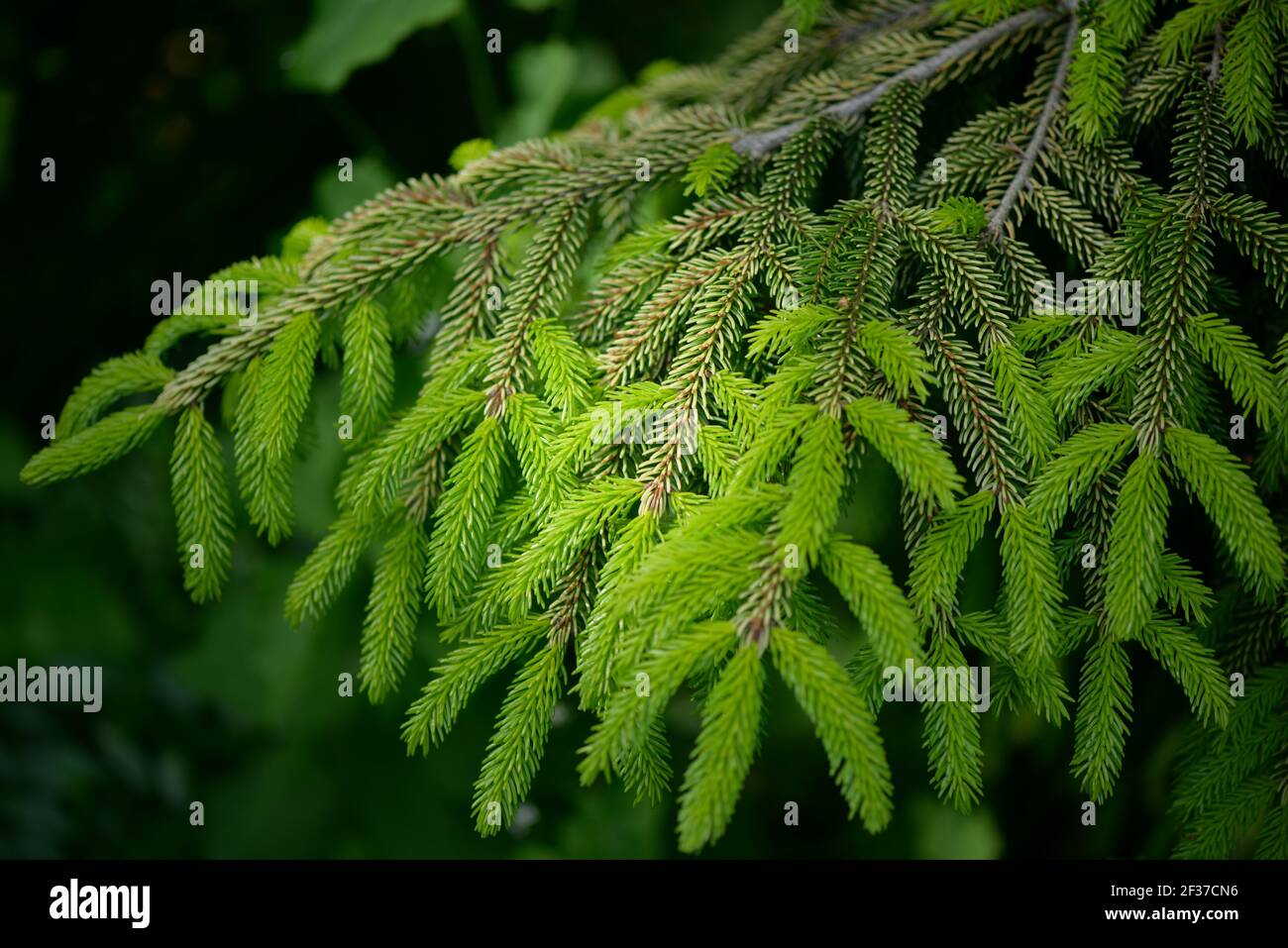 evergreen branch with new growth Stock Photo - Alamy