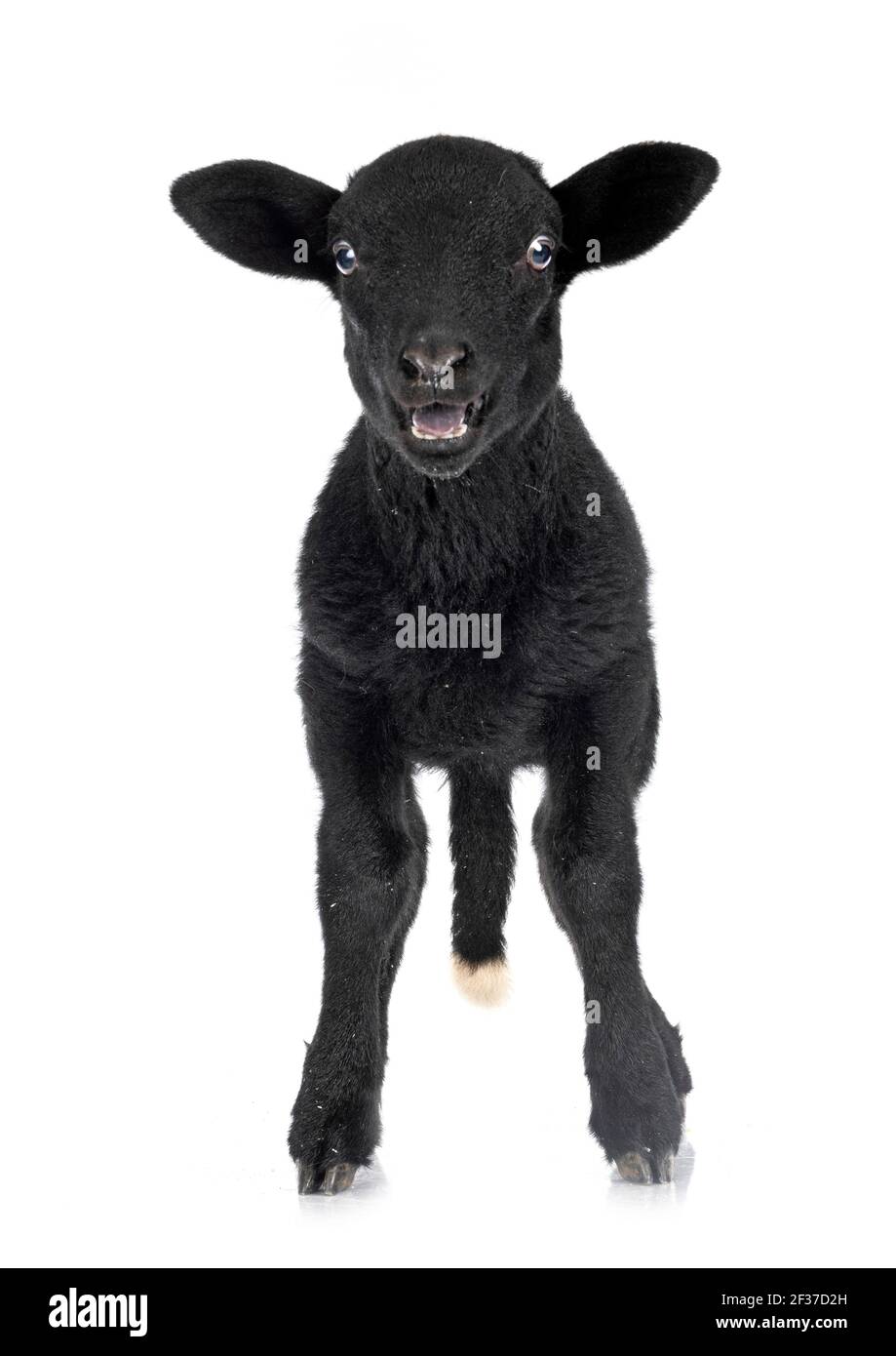 Crying lamb sheep hi-res stock photography and images - Alamy