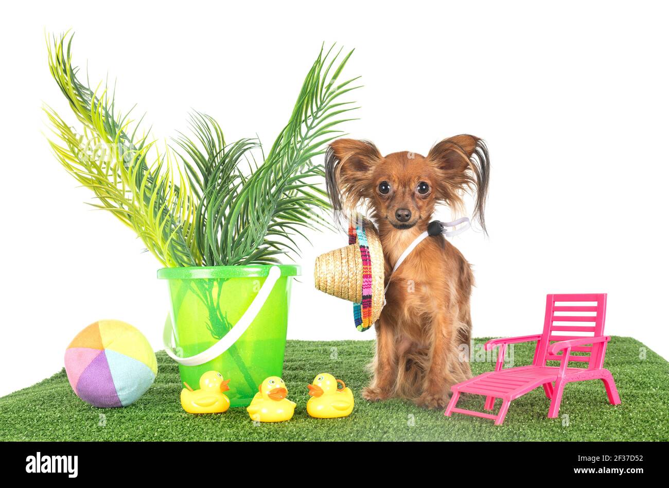 Russian toy terrier in front hi-res stock photography and images - Alamy