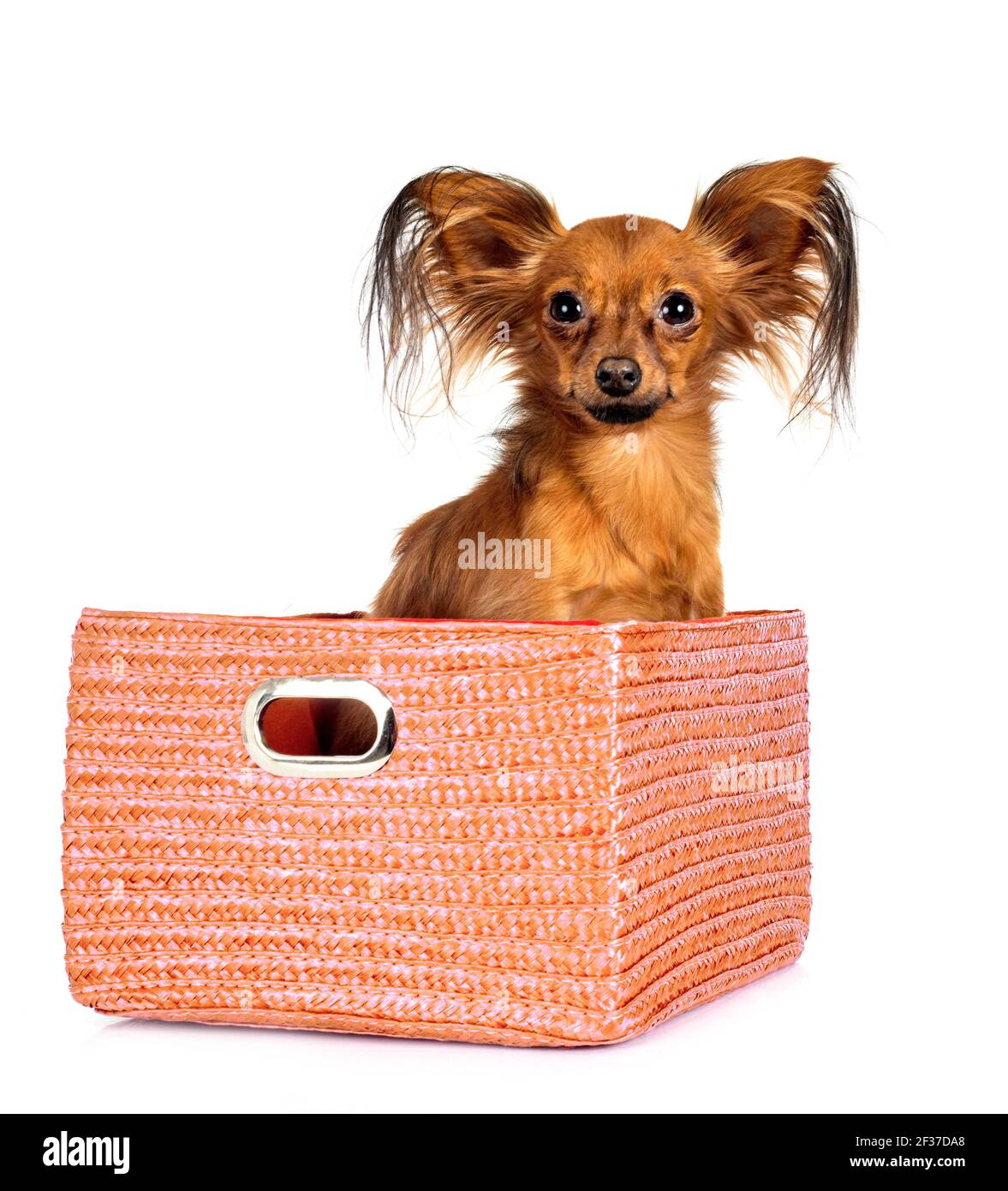 Russkiy Toy in front of white background Stock Photo - Alamy