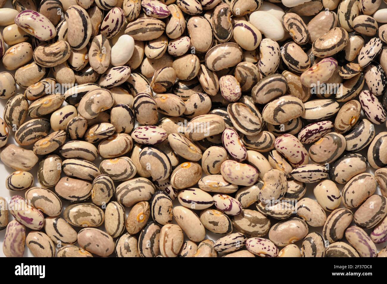 cranberry beans, Roman beans, romano beans, saluggia beans, gadhra ...