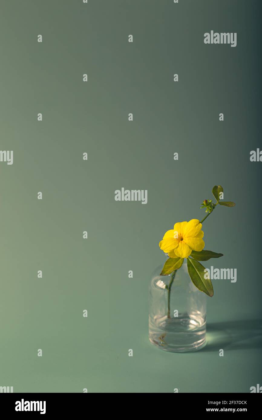 Yellow wildflower. Winter jasmine flower. Jasmine nudiflorum. Floral ...