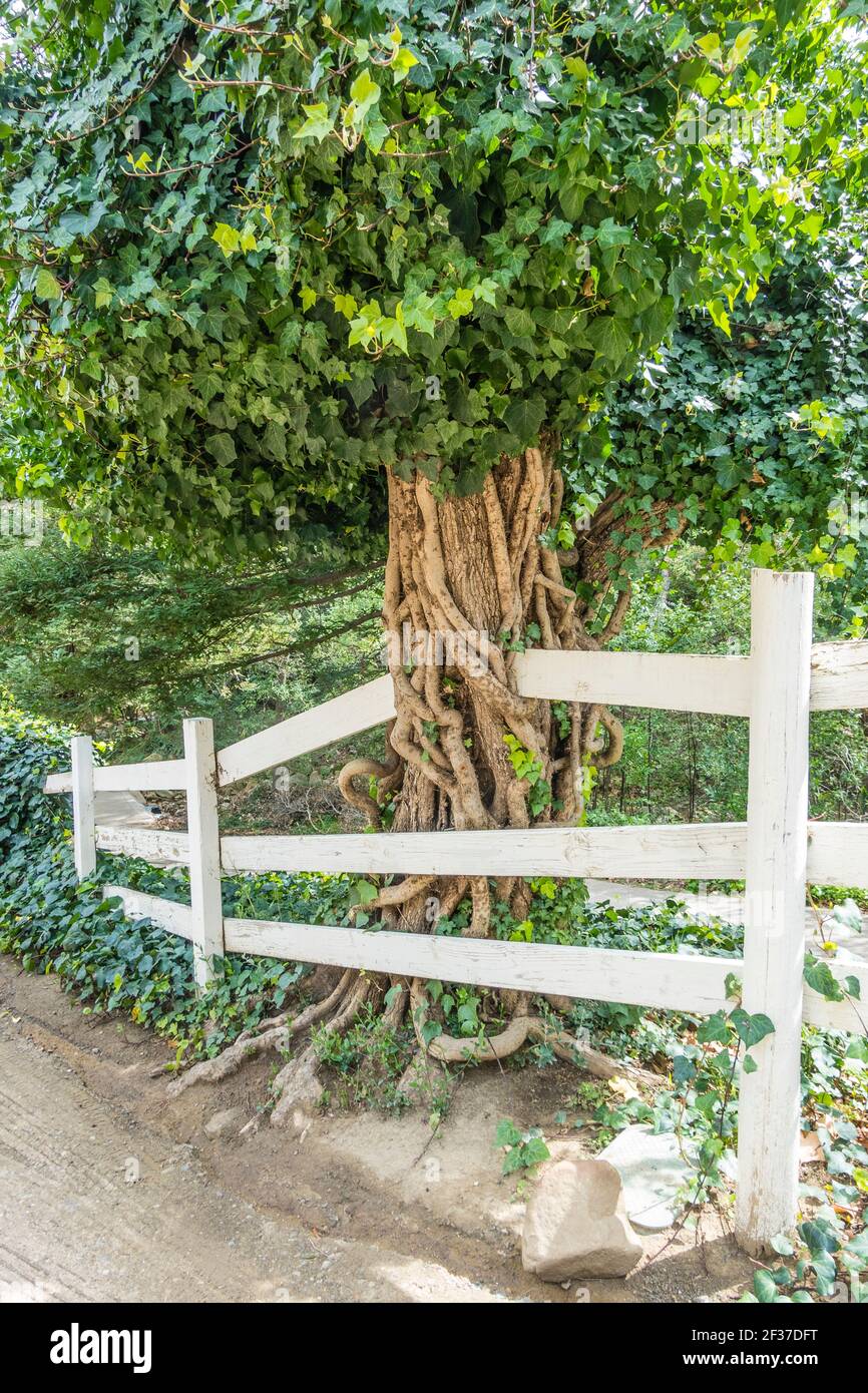 Vine covered tree with intertwined vines Stock Photo - Alamy