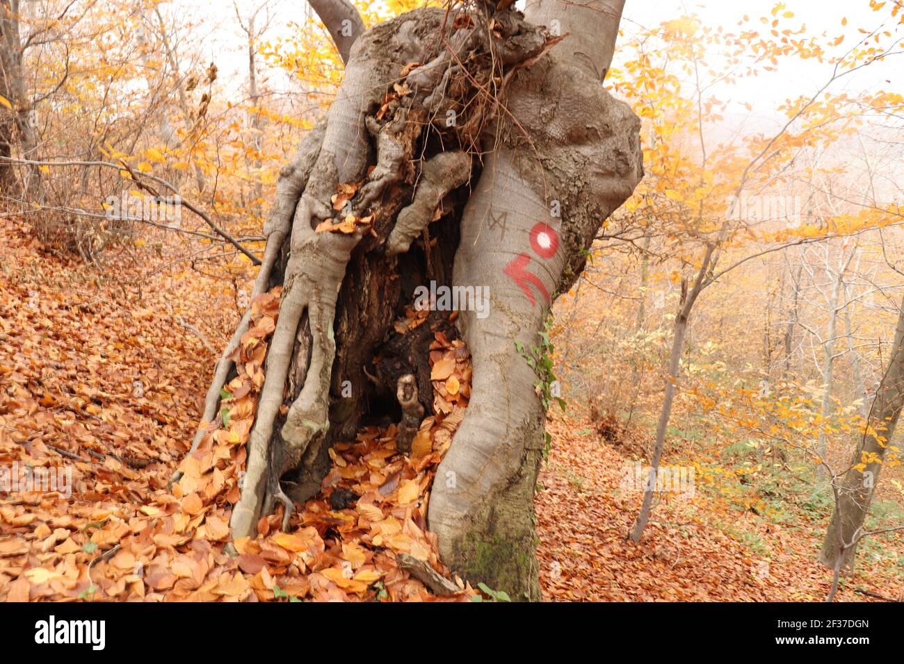 Abstract tree shapes Stock Photo - Alamy