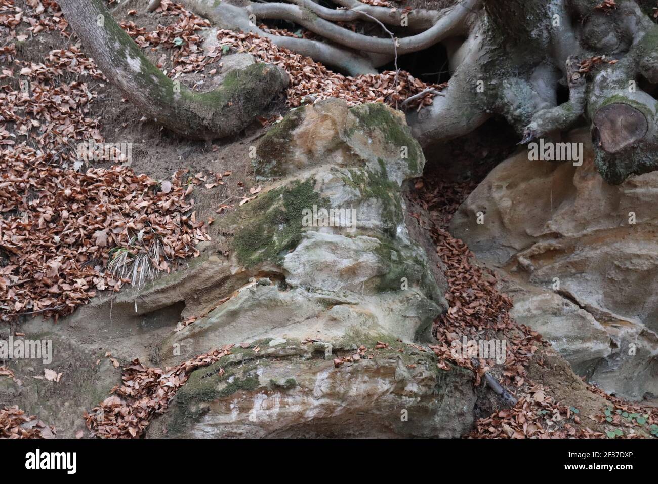 Abstract tree shapes Stock Photo - Alamy