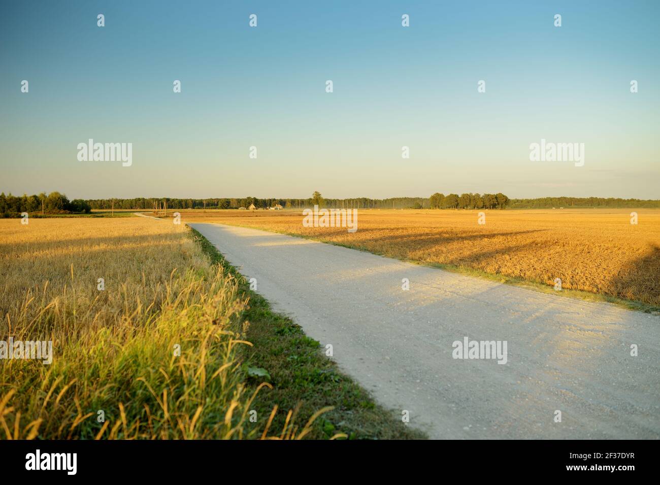Agricultural parcels of different crops. Unpaved road between two ...