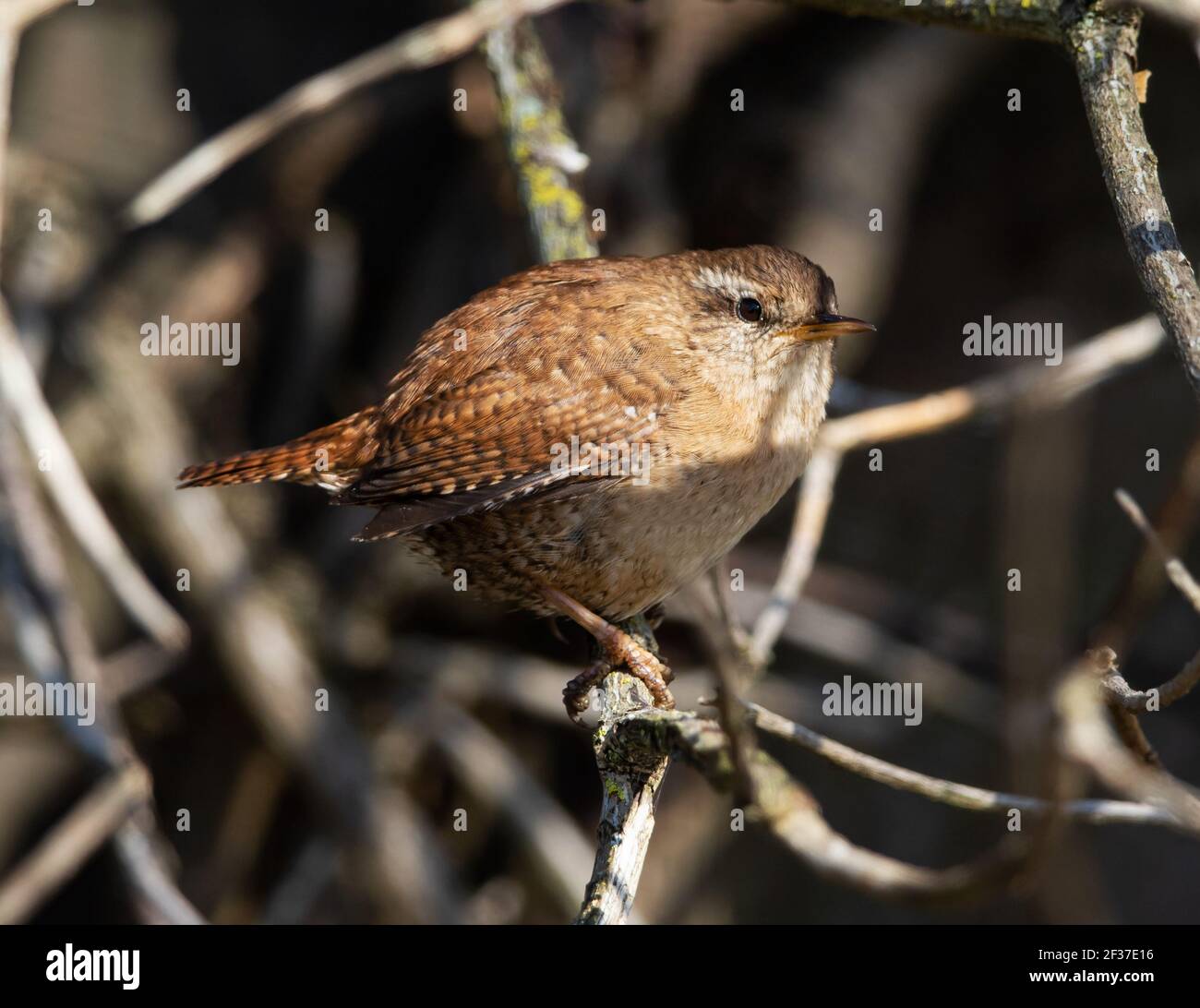Wren in a bramble hedgerow Stock Photo - Alamy