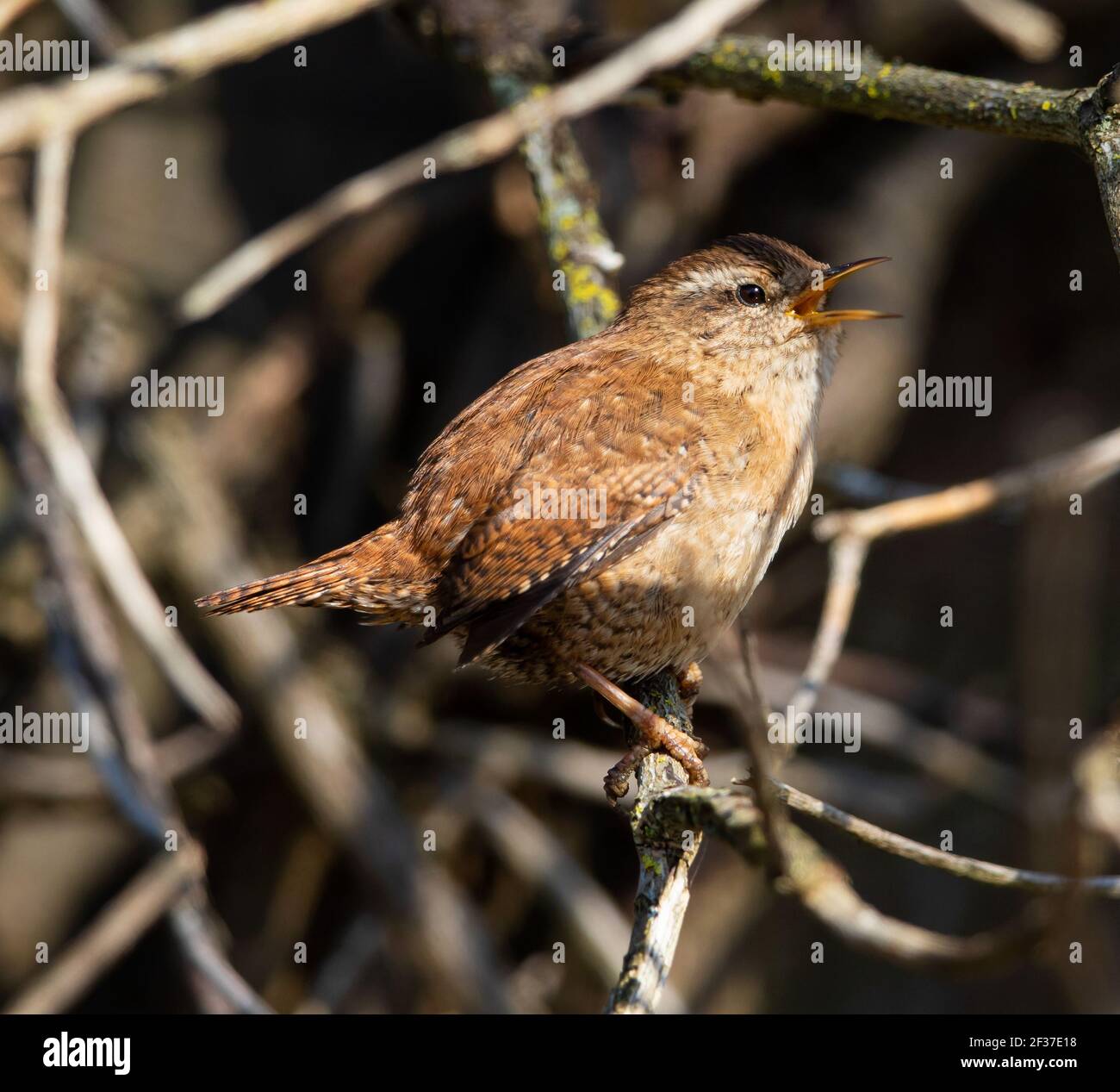 Wren in a bramble hedgerow Stock Photo - Alamy