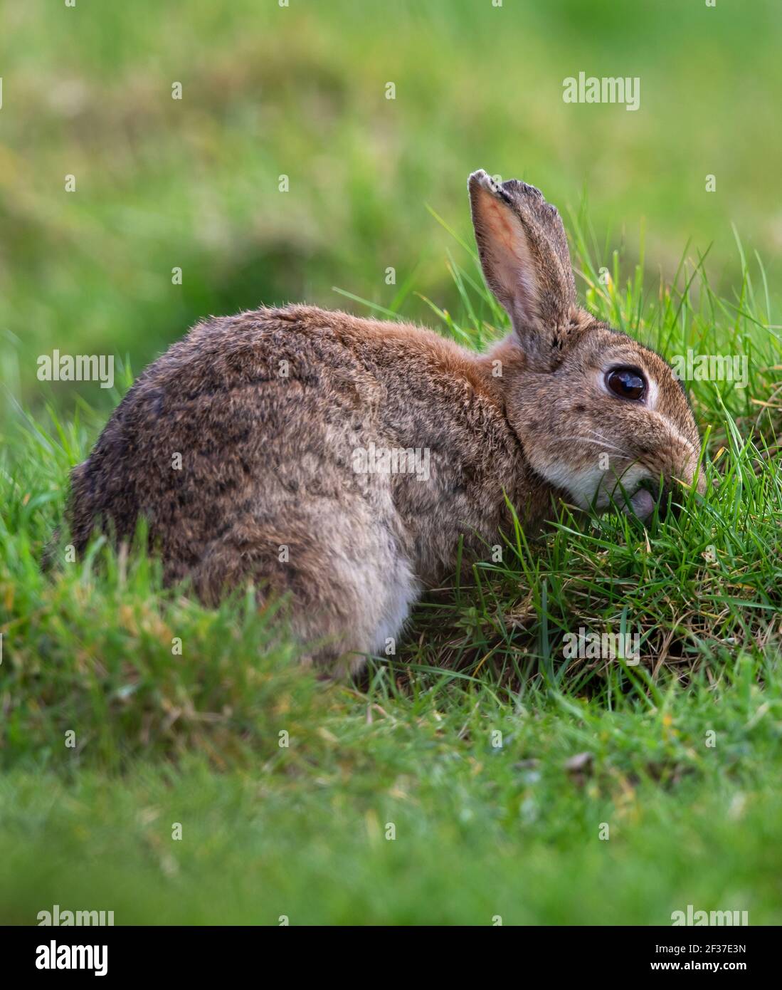 Rabbit hills hi-res stock photography and images - Alamy