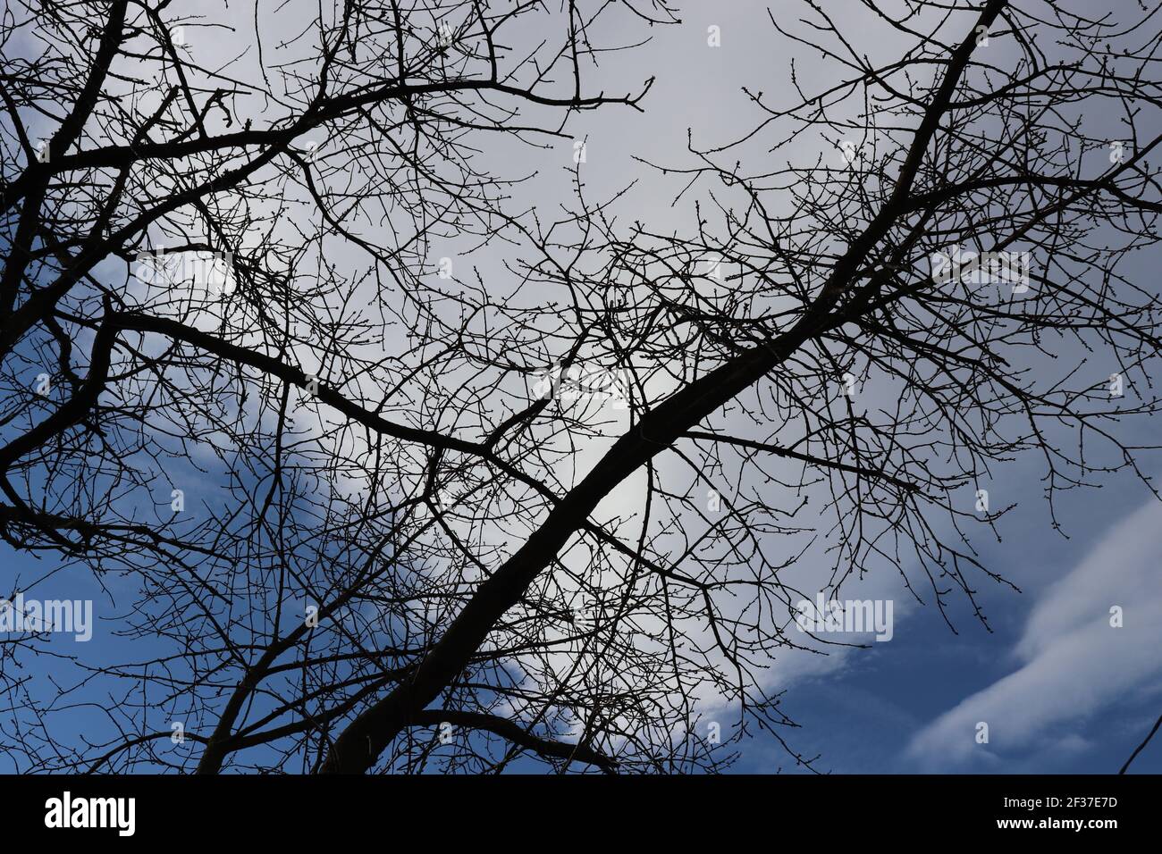 Windswept pine trees in hi-res stock photography and images - Alamy