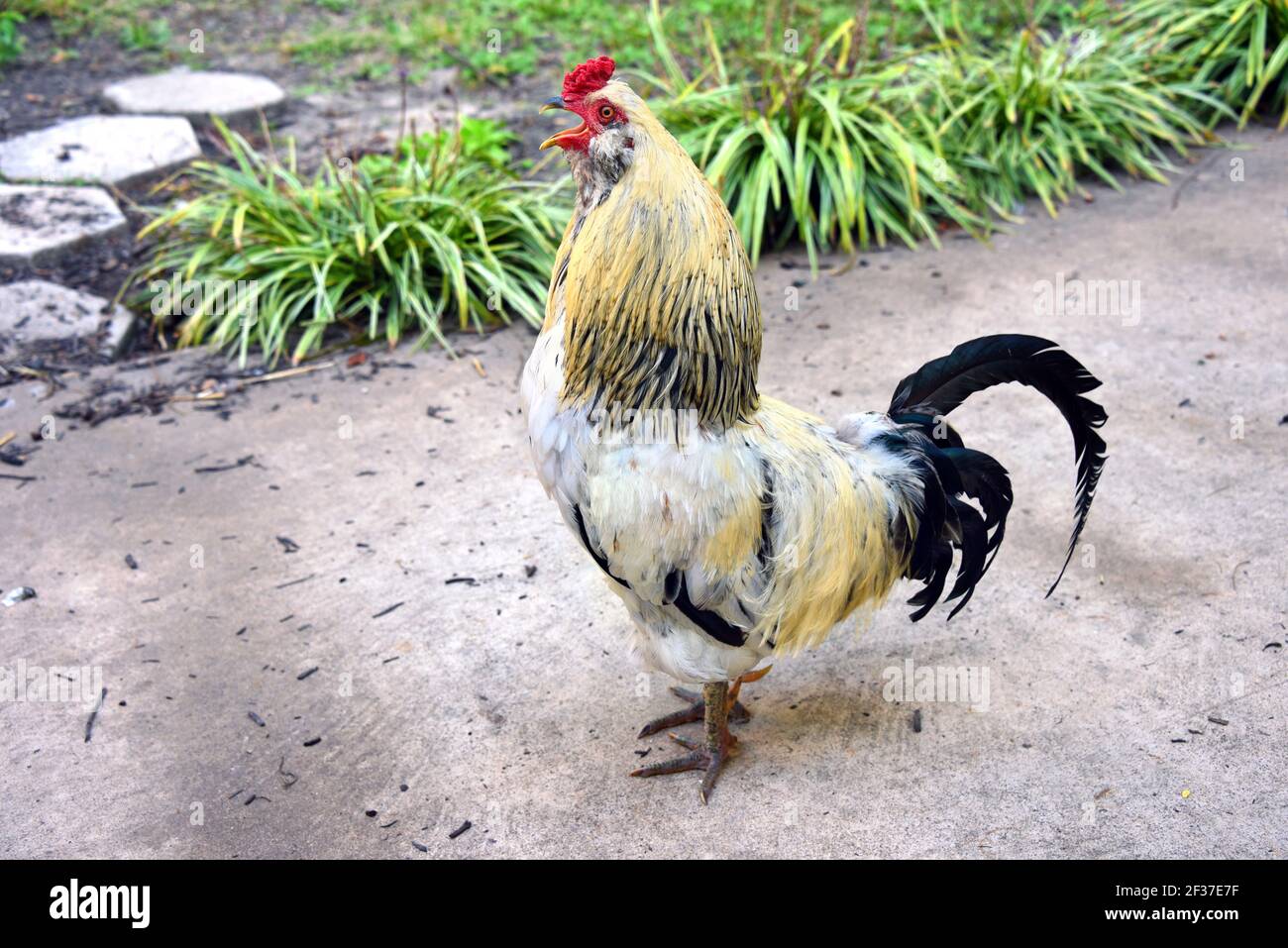 Rooster opens its beak and crows. Feathers are slightly ruffled and it ...