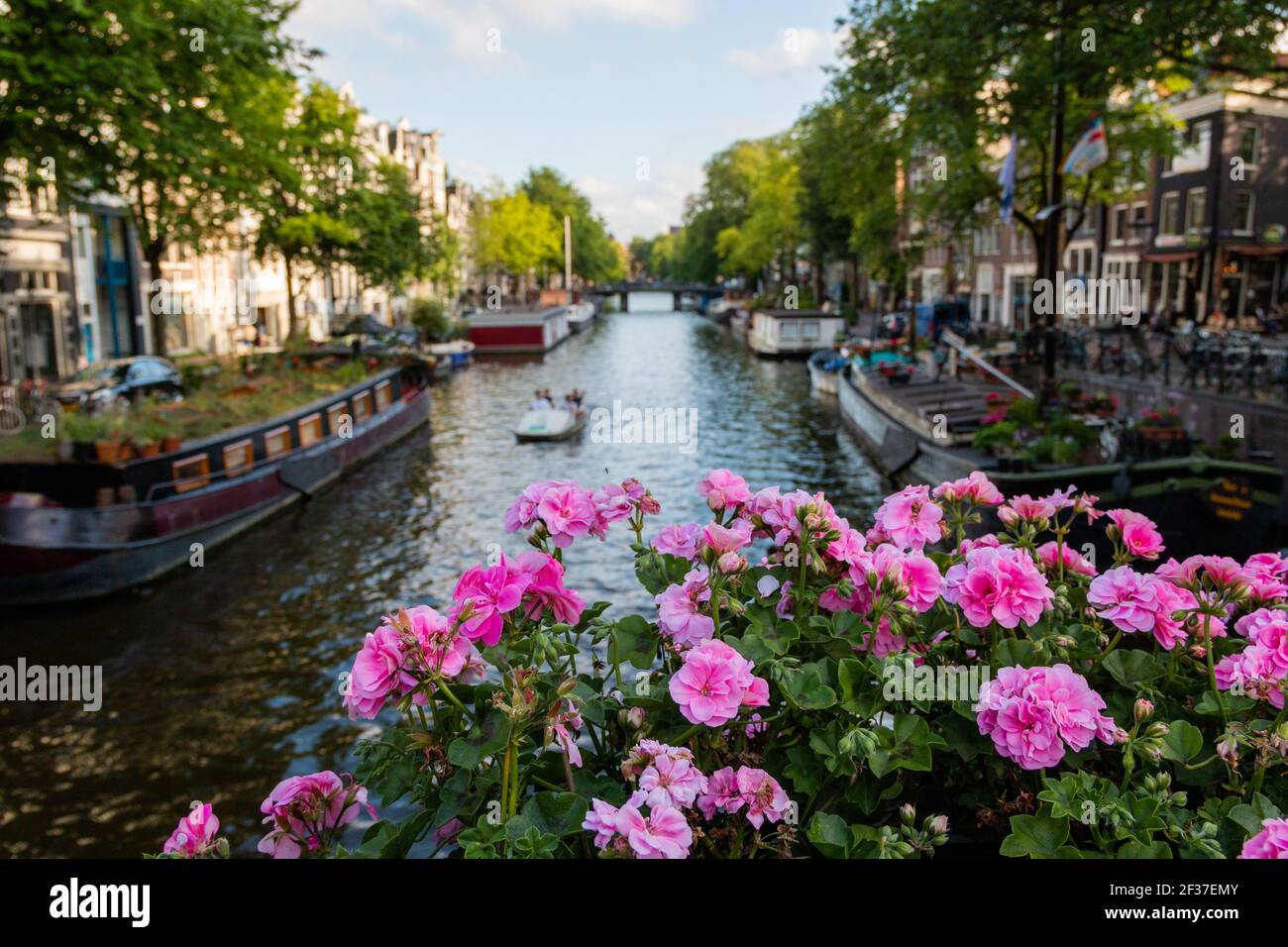 Beautiful pink flowers with a river and trees as background Stock Photo ...