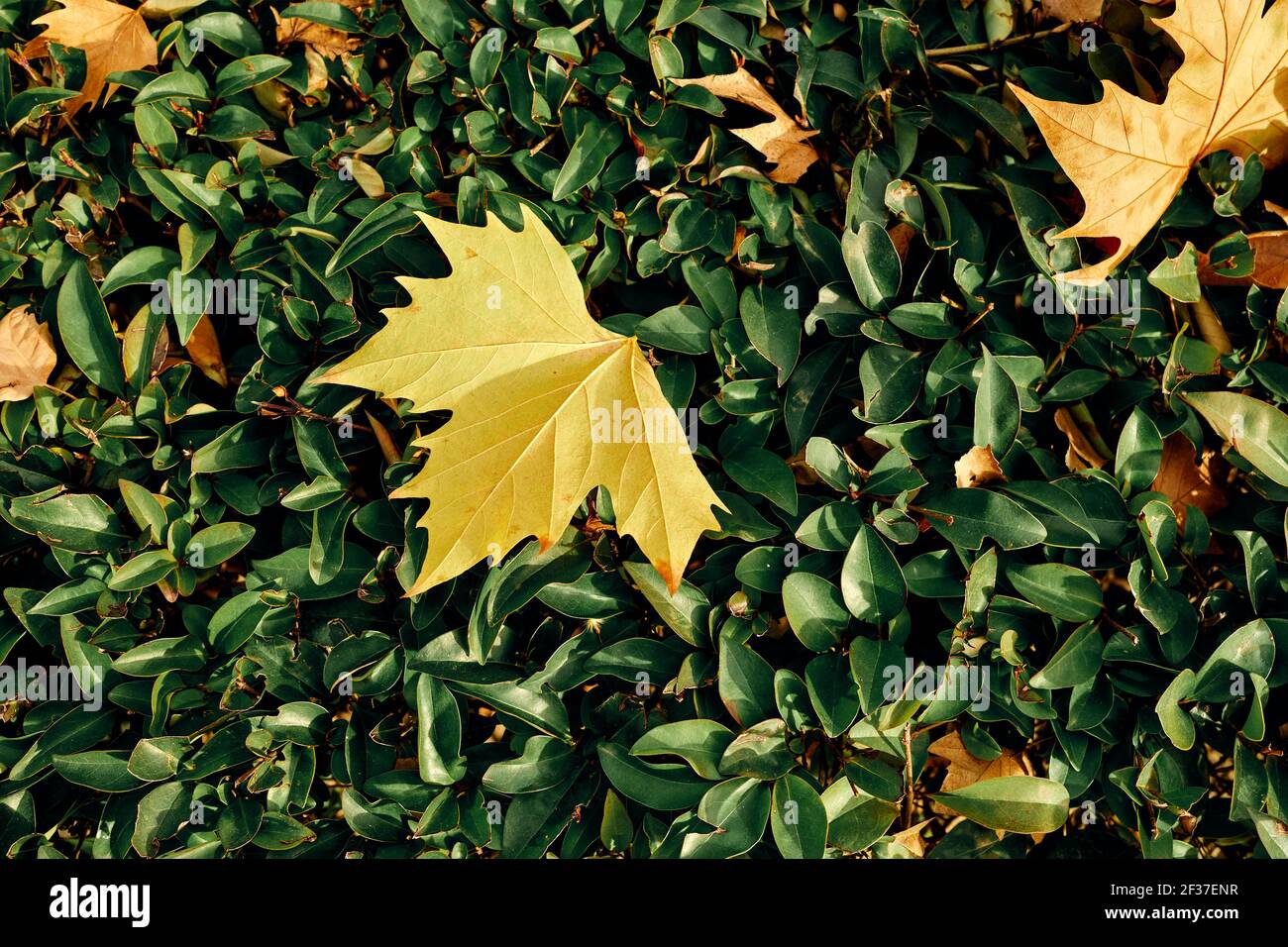 Autumn leaves on green bush Stock Photo - Alamy