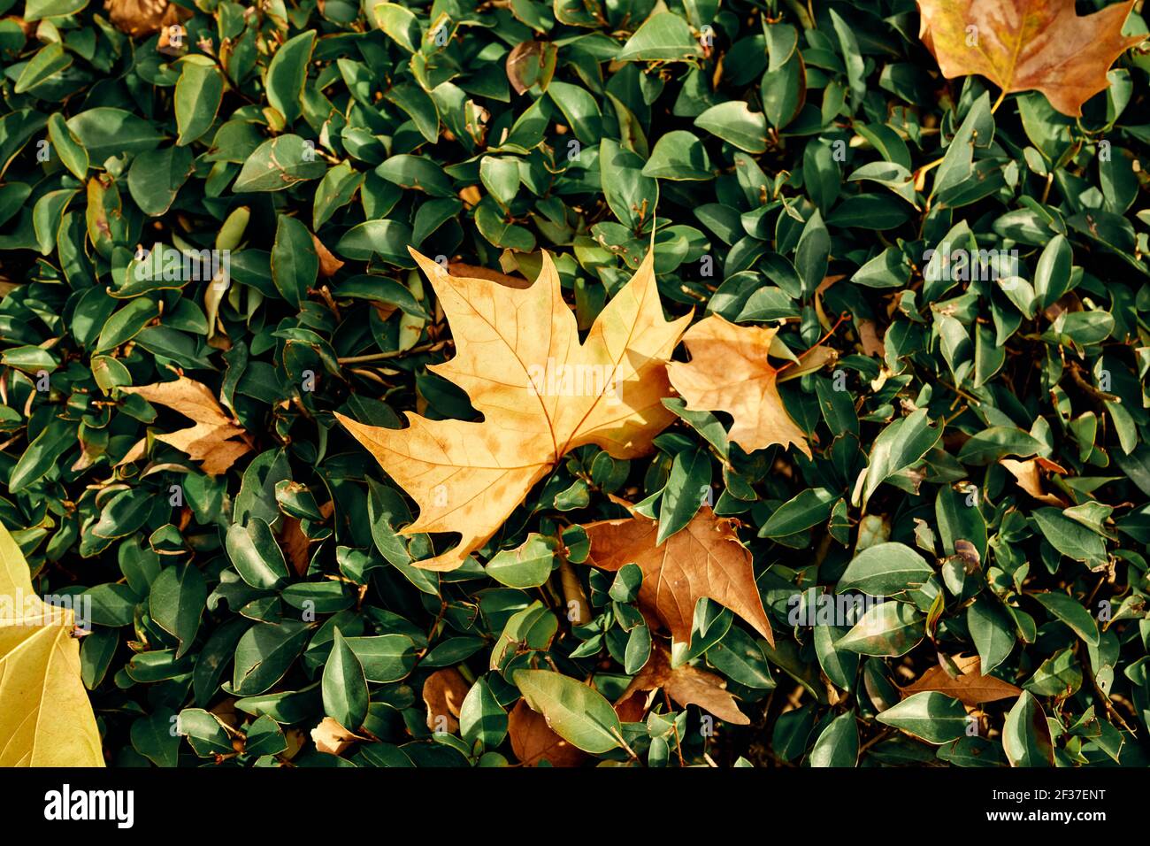 Green bush with withered leaves Stock Photo - Alamy