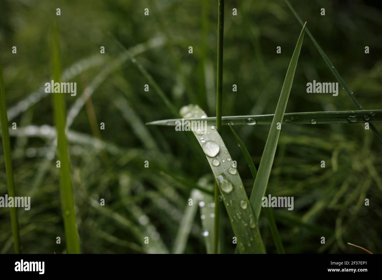 Wet green grass hi-res stock photography and images - Alamy