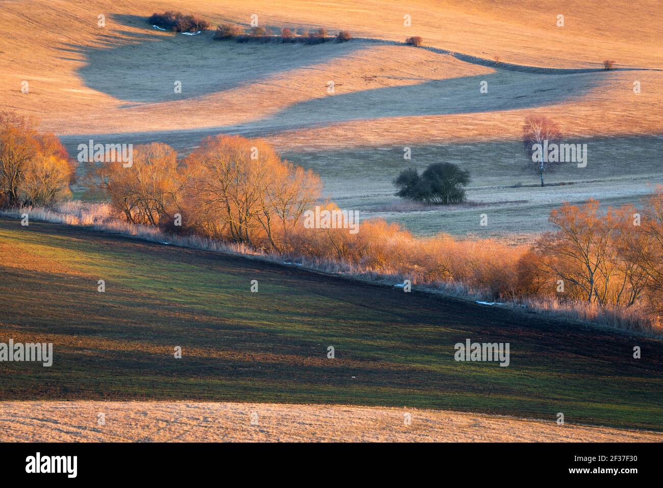 Trees in the fields of Turiec region, Slovakia Stock Photo - Alamy