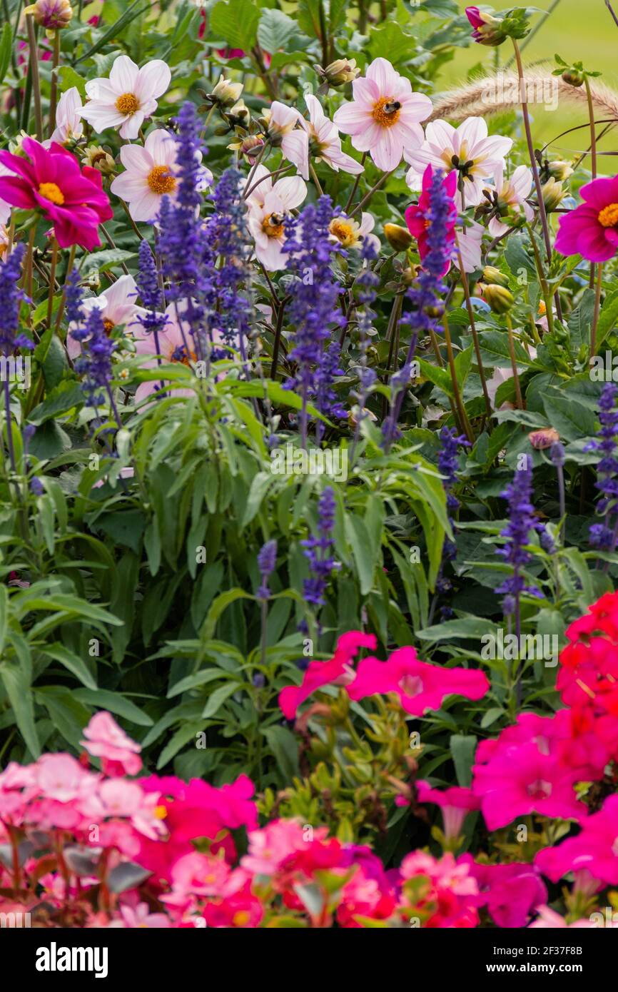 Group of different beautiful and colorful flowers in a garden Stock ...