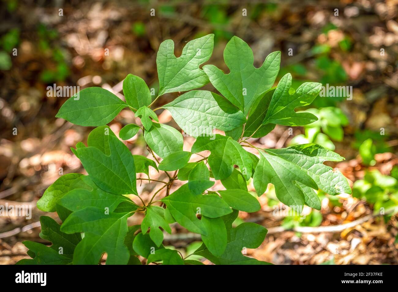 A Sassafras (Sassafras albidum) sapling in the woods. Raleigh, North ...