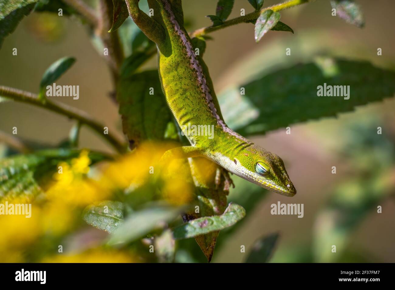 A Green Anole (Anolis carolinensis) is chilling while soaking up the ...