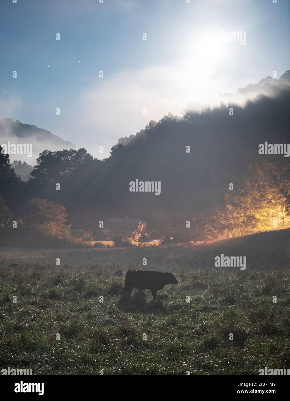 Highland cow field south hi-res stock photography and images - Alamy