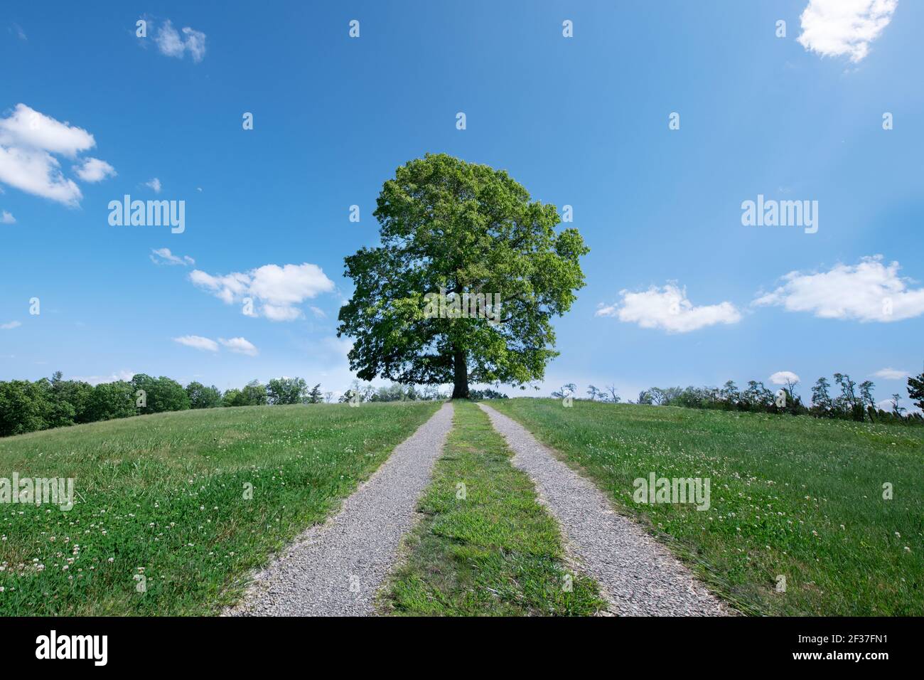 Solo Tree at end of road in a field Stock Photo - Alamy