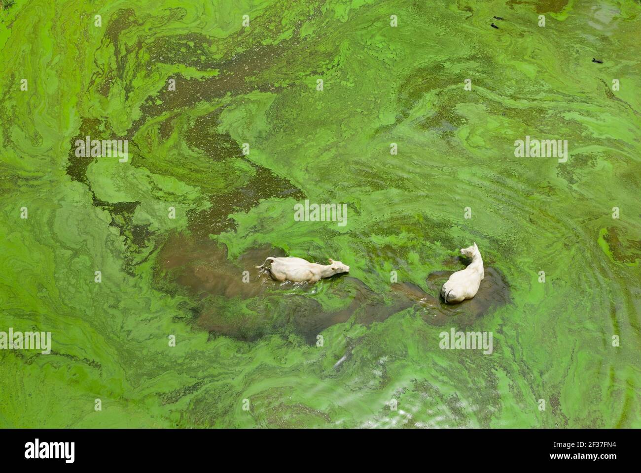Algae farm pond hi-res stock photography and images - Alamy