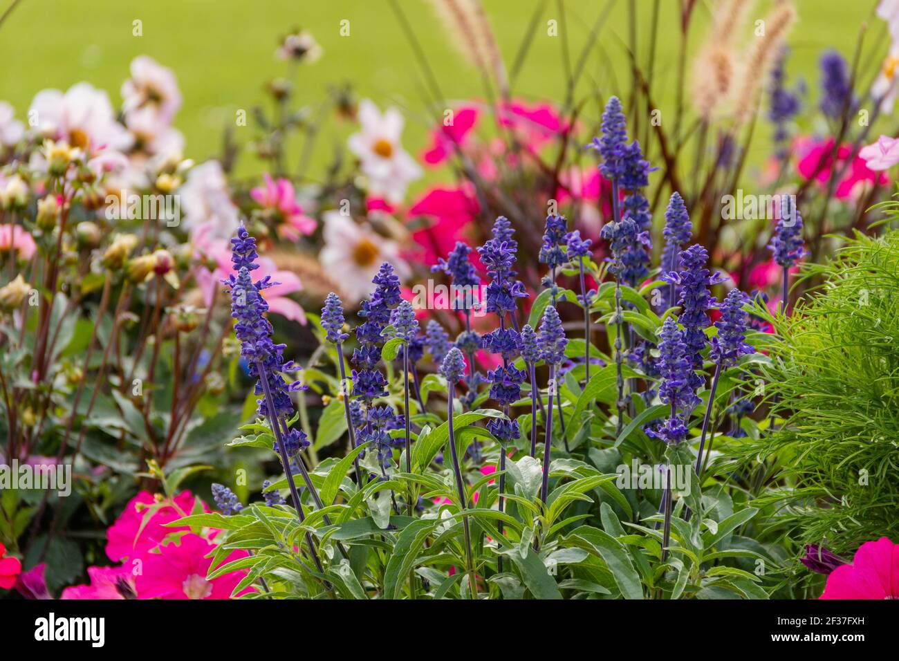 Group of different beautiful and colorful flowers in a garden Stock ...