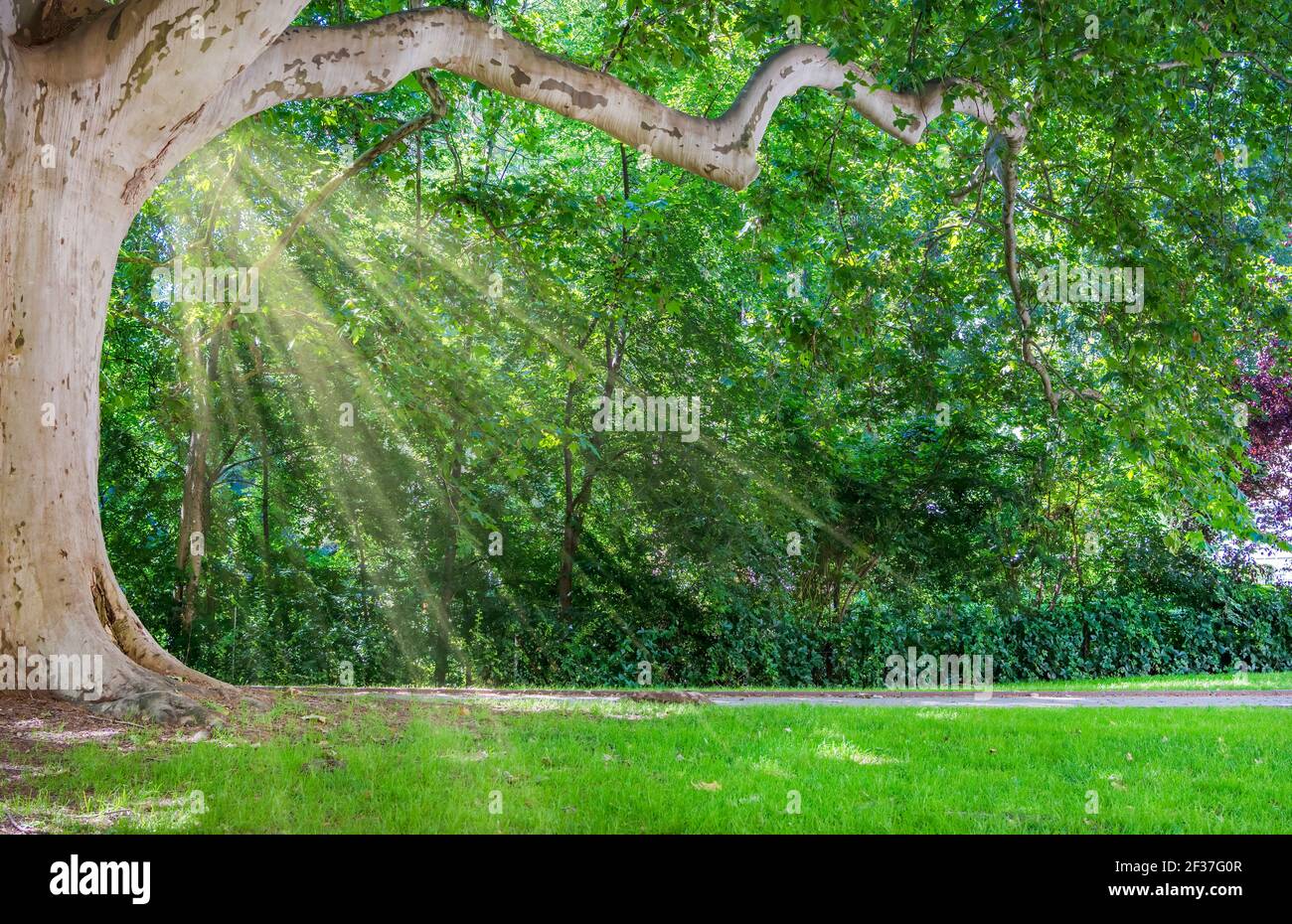 An old plane tree (or Platanus) in the park and sun rays in the tree ...