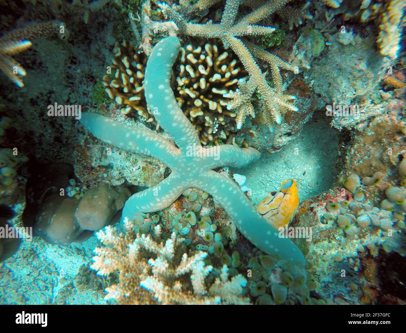 Blauer seestern linckia laevigata hi-res stock photography and images ...