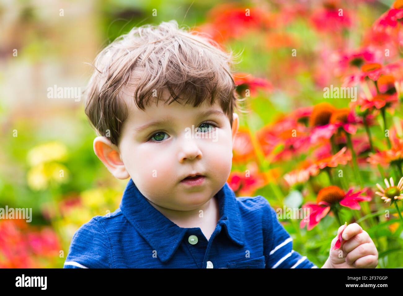 little boy standing in flower garden holds a flower Stock Photo - Alamy